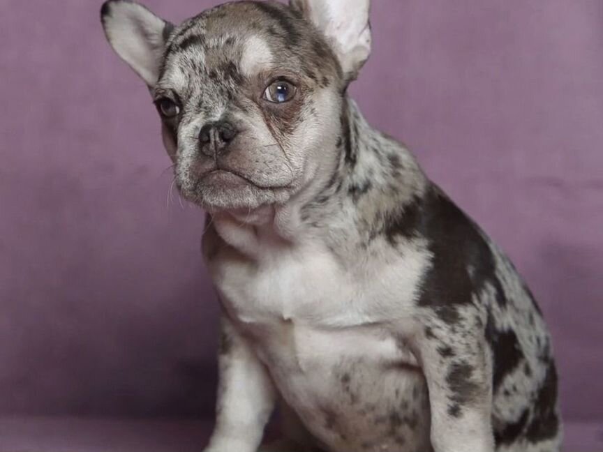 Французский бульдог