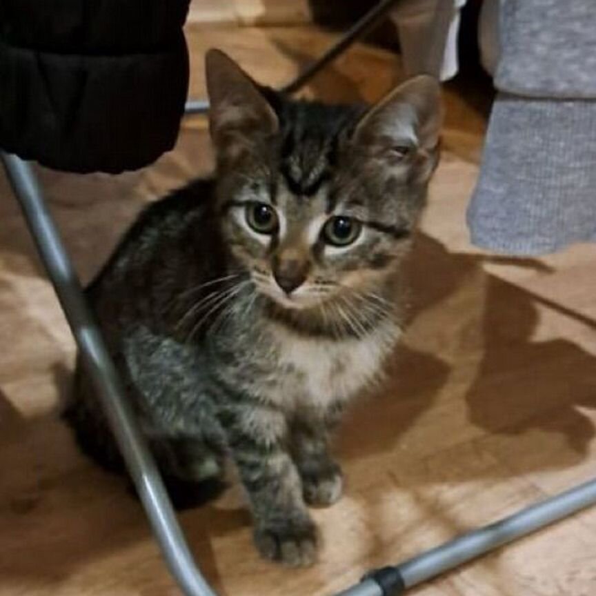 Help ищу дом для котенка табби серыйв добрые руки