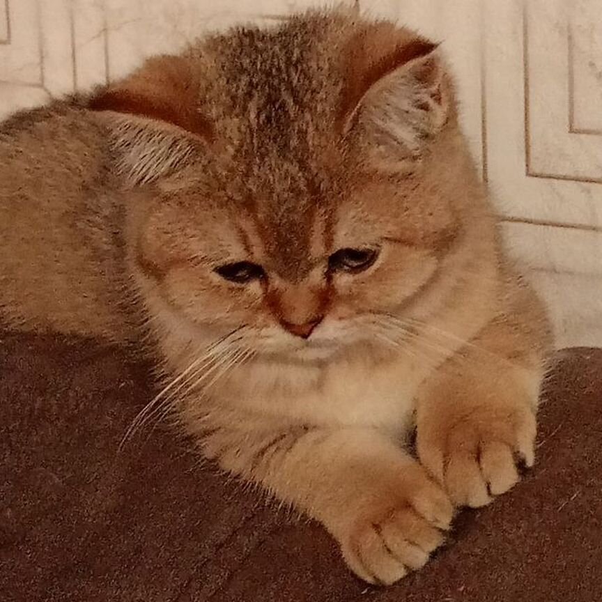 Шотландская золотая шиншилла