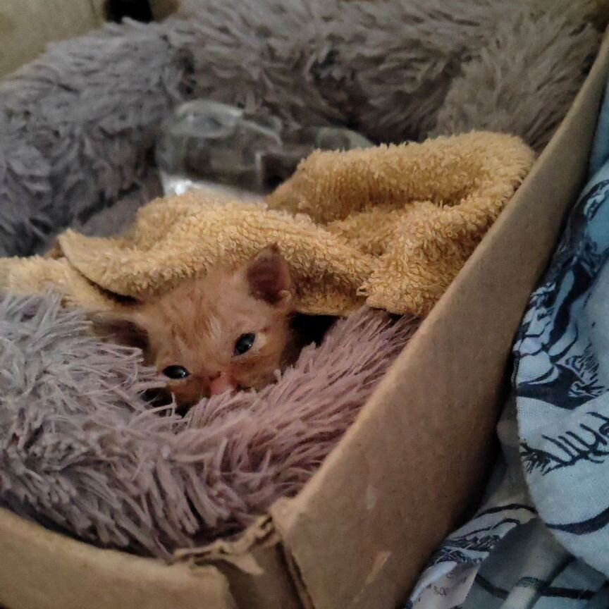 Котёнок в добрые руки
