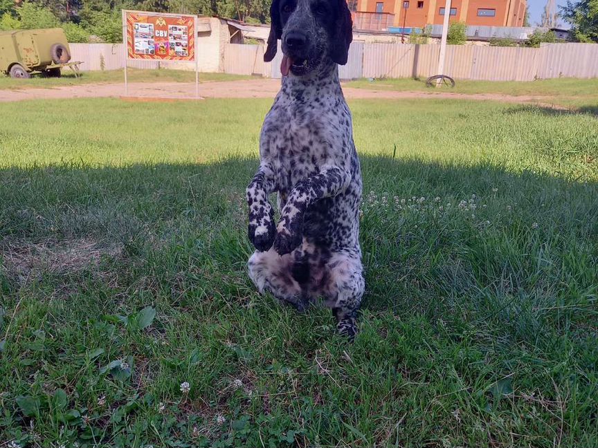 Русский спаниель вязка