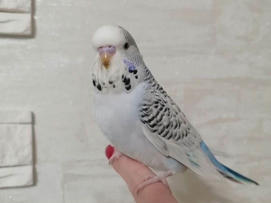Попугай чех самец