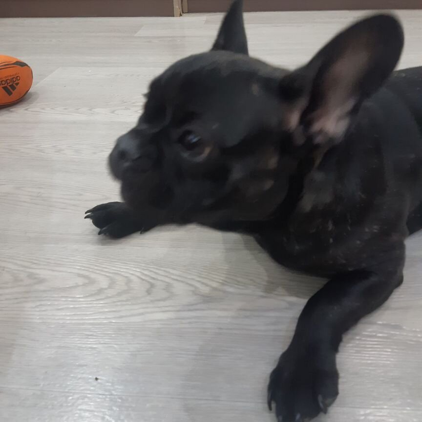 Французский бульдог, щенок