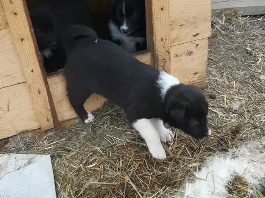 Продам щенков лайки