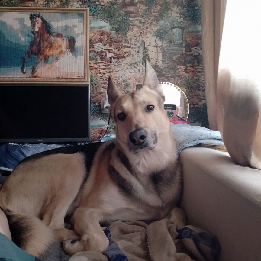 Отдам пса в добрые руки бесплатно