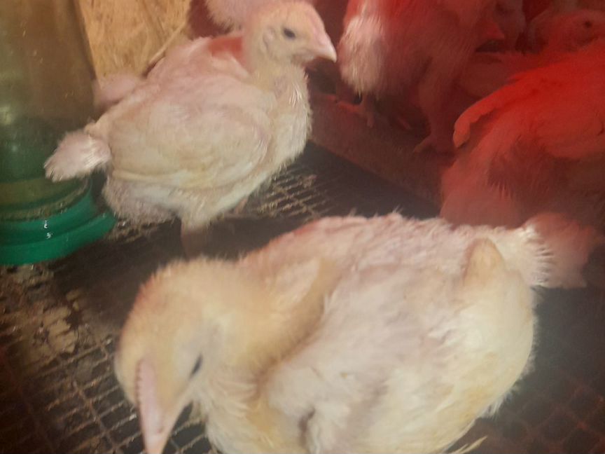 Цыплята бройлеры