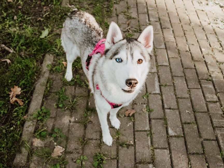 Красавица хаски Йолли из приюта в добрые руки