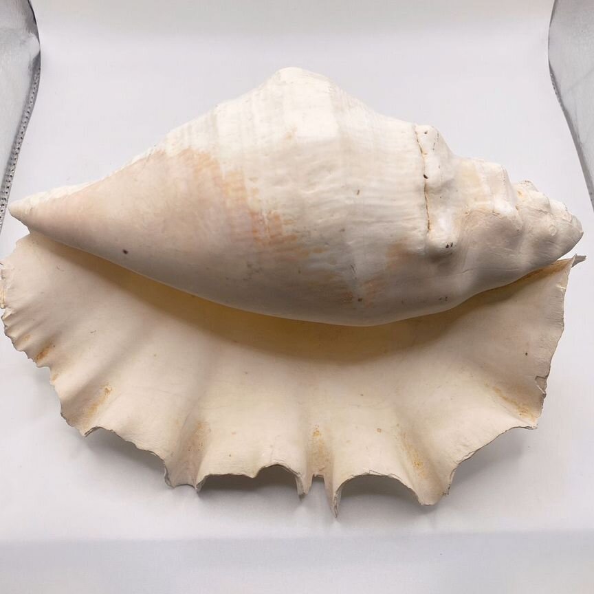 Ракушка морская большая