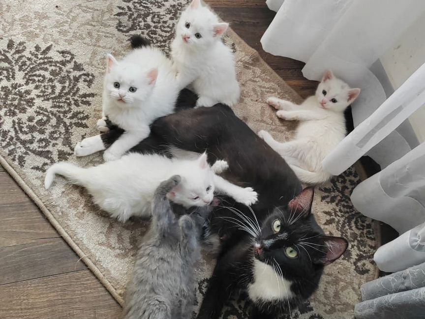 Котята в добрые руки