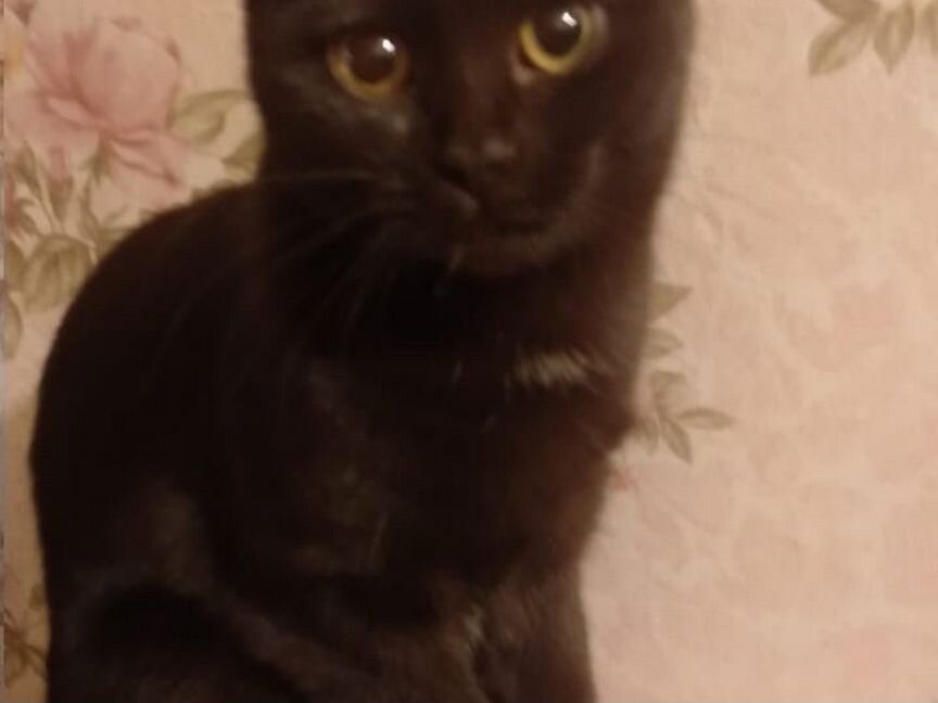 Котята (7 мес) черные в дар