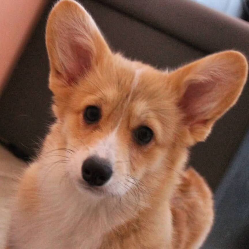 Вель корги пемброк