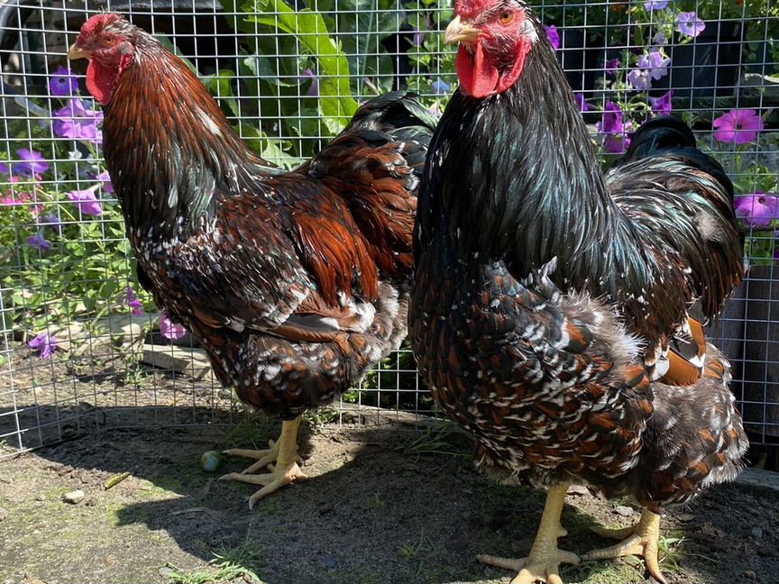 Петухи Виандот, Ушанки, Галан