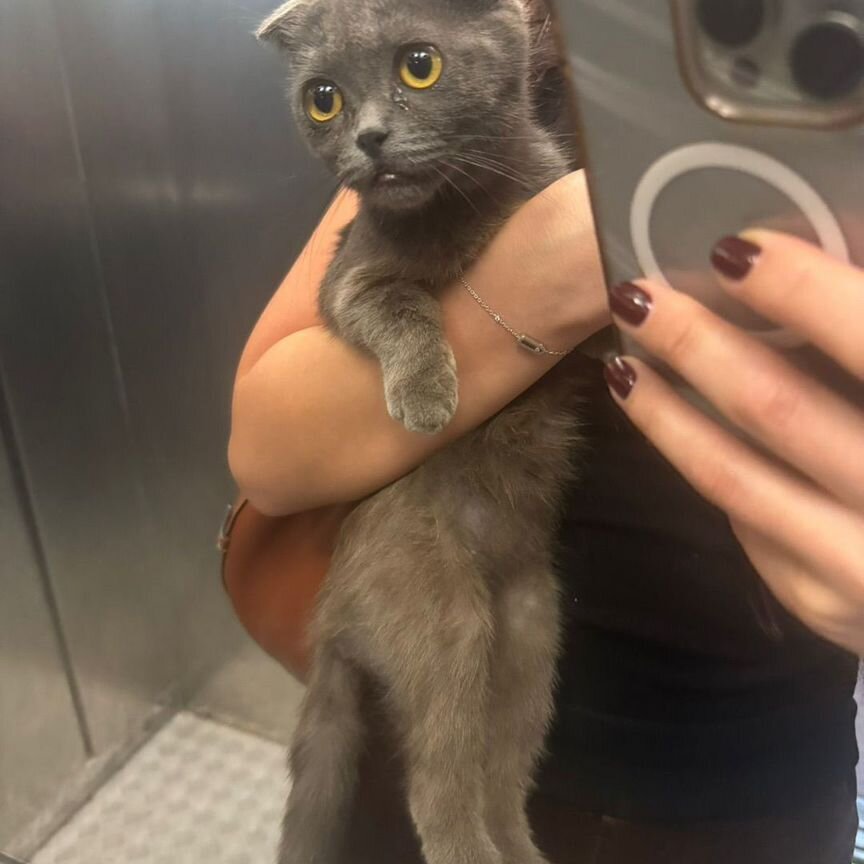 Котенок вислоушка