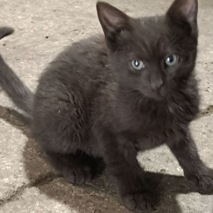 Котёнок в добрые руки