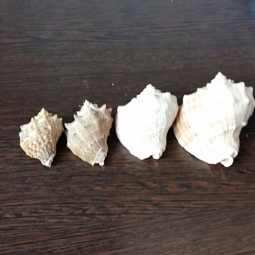 Ракушки рапанов