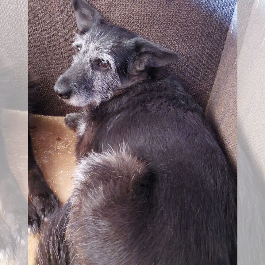 Нуждается в человеческом внимании