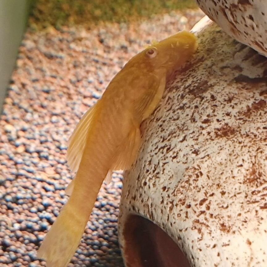 Бронь Сомик анцитрус альбинос,золотой