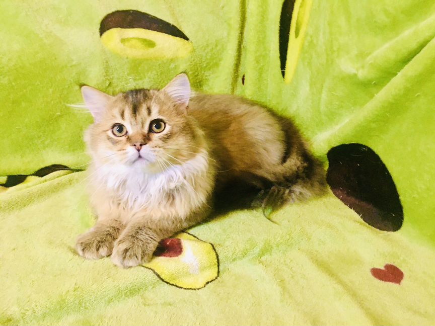 Британские котята разного возраста