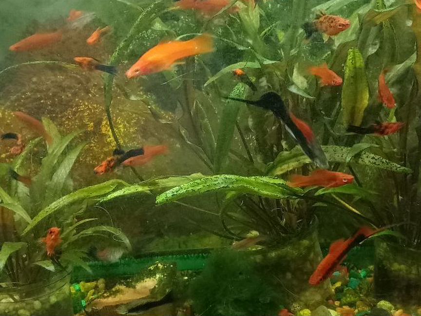 Меченосцы разные