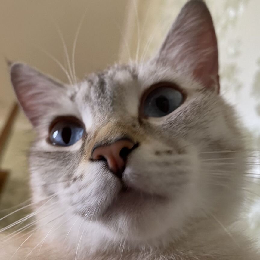 Сиамская, взрослая кошка