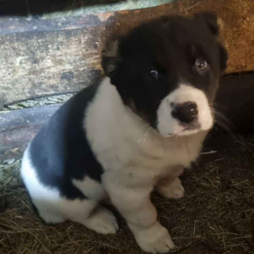 Среднеазиатская овчарка, щенок