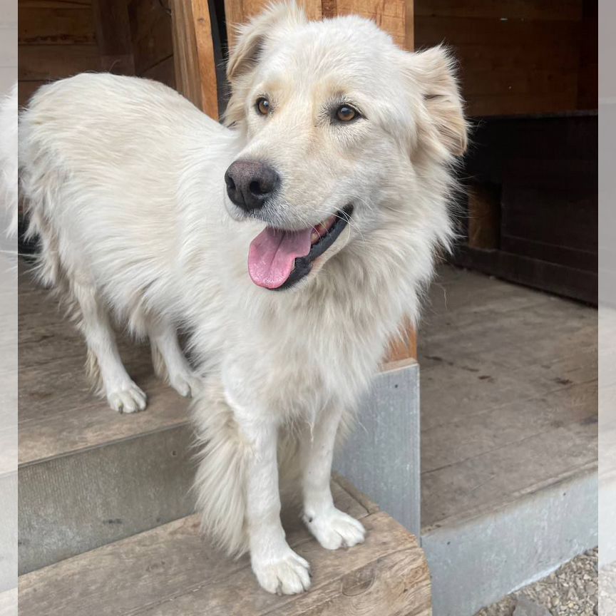 Взрослый пёс в добрые руки