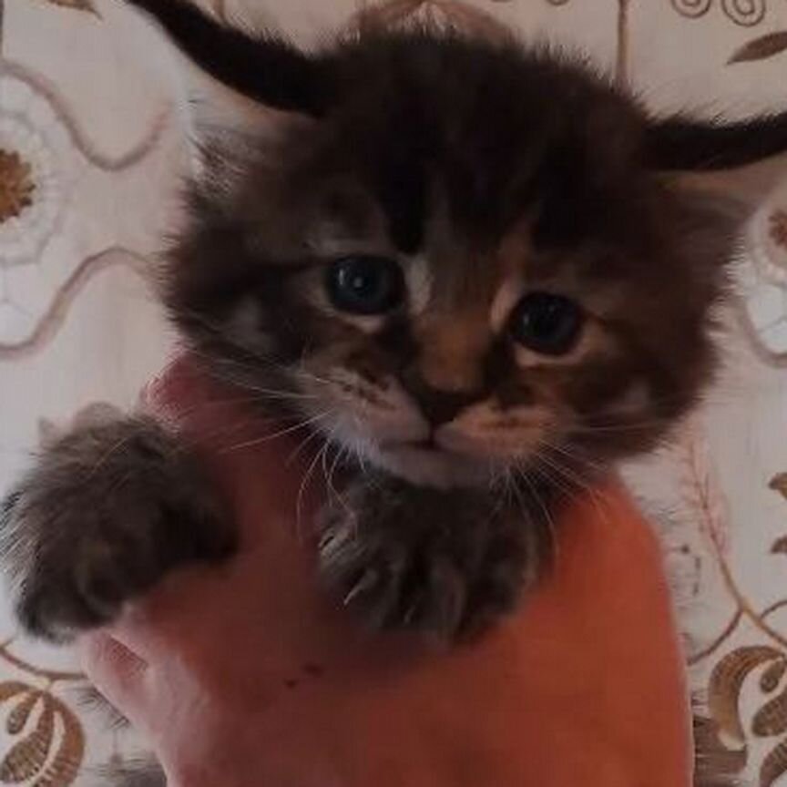 Мейн-кун котёнок