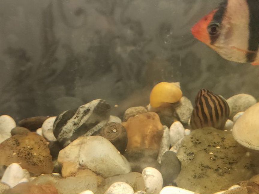 Улитки ампулярии