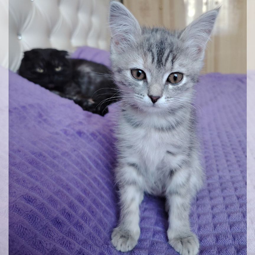 Шотландский прямоухий короткошёрстный котёнок