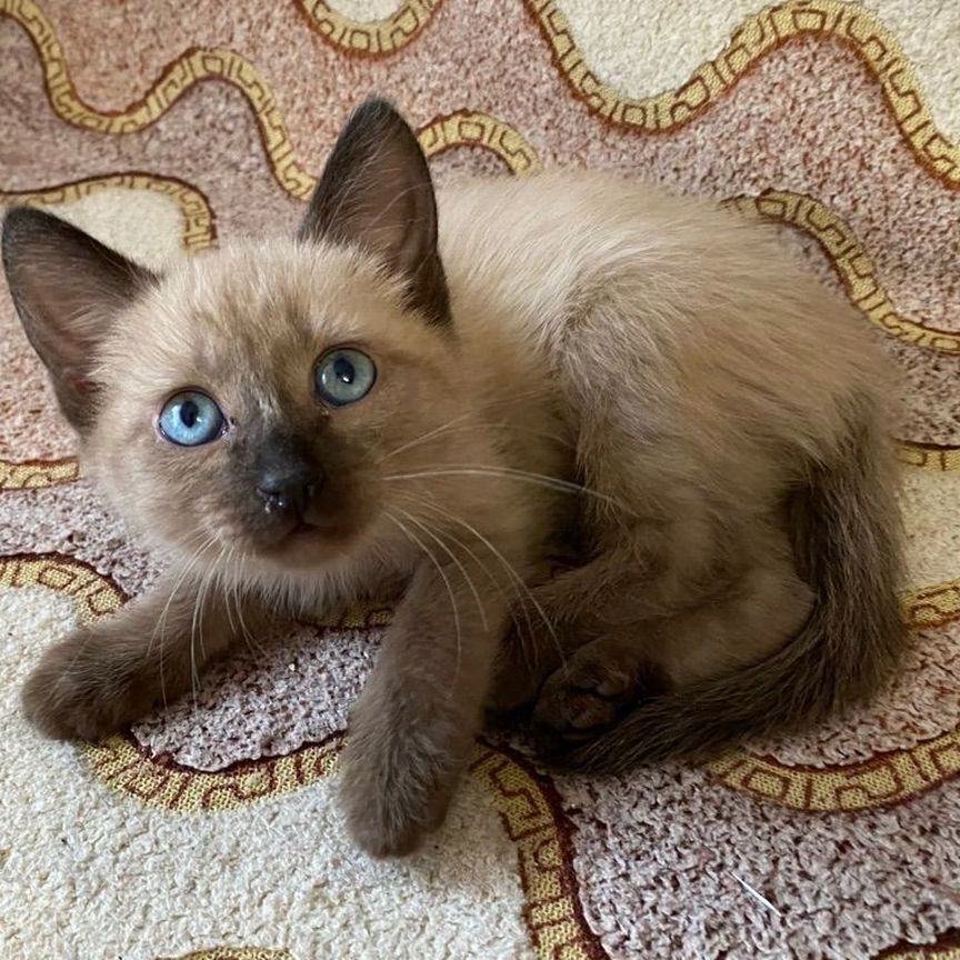 Колорпойнт котёнок