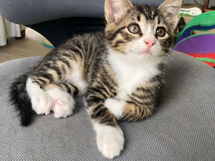 Котенок Эльф