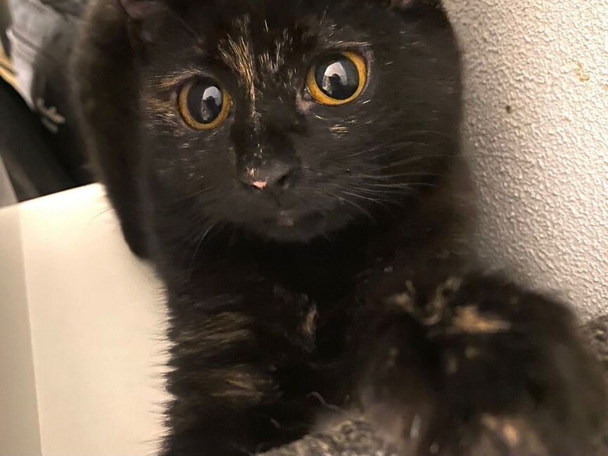 Кошечка
