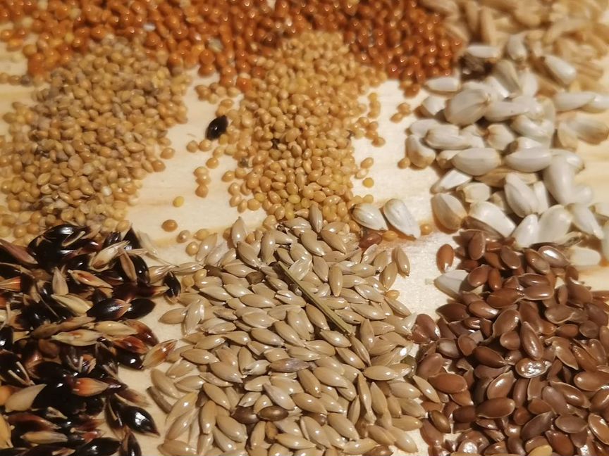 Зерносмесь для попугаев,амадин,овсянок