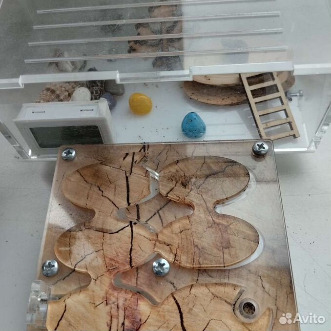 Формикарий с муравьями, муравьиная ферма