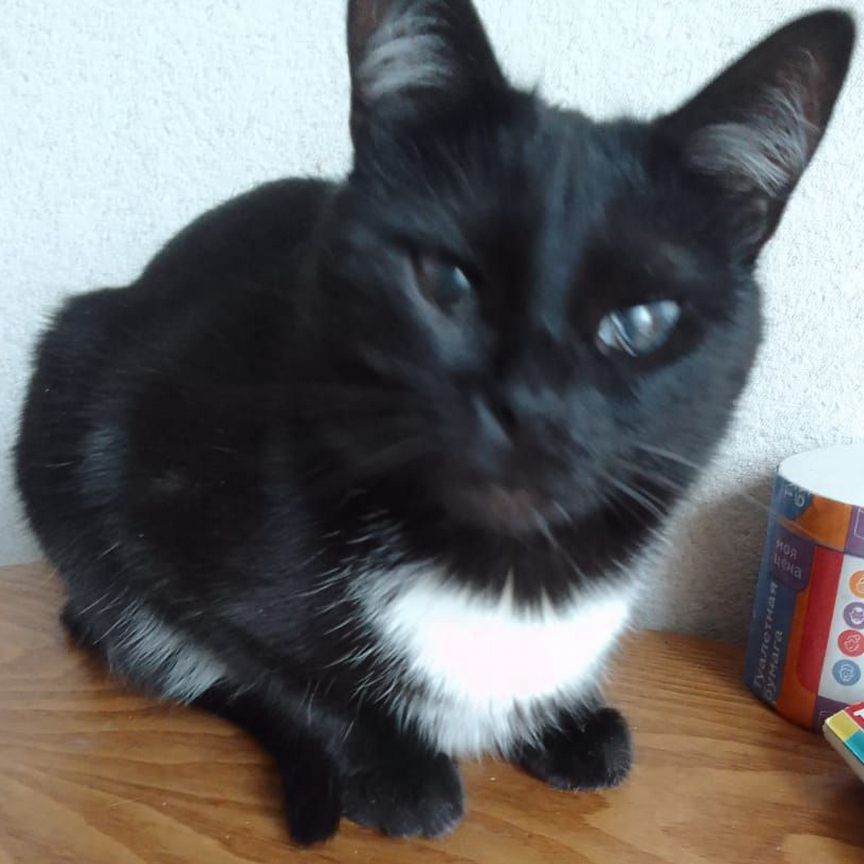 Взрослая кошка в добрые руки