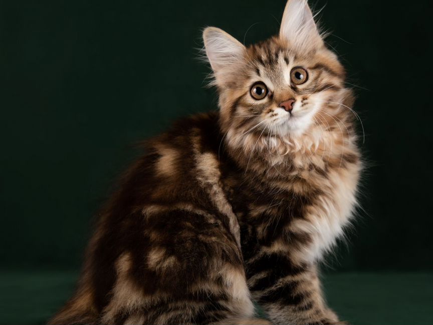 Кошки курильский бобтейл
