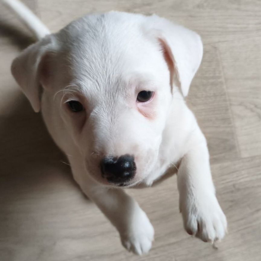 Джек-рассел-терьер, щенок