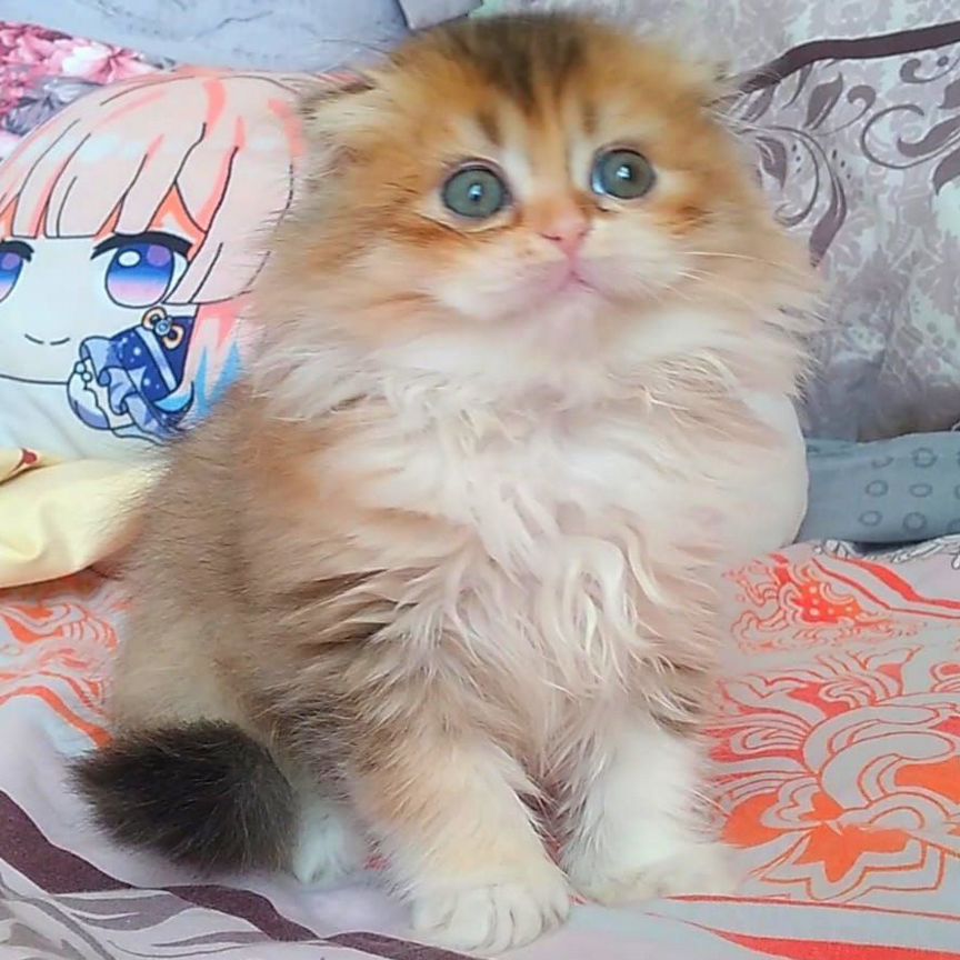 Шотландская кошечка