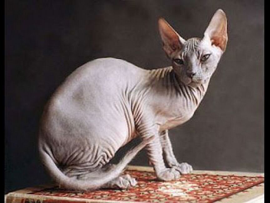 Донской сфинкс