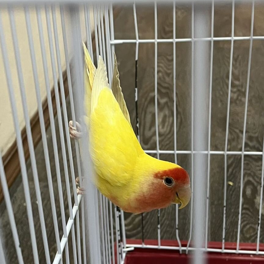 Попугаи неразлучник