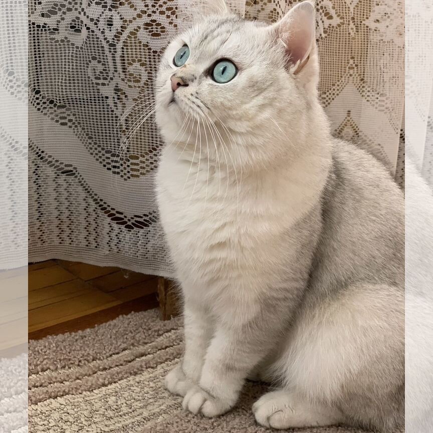 Британский кот на вязку