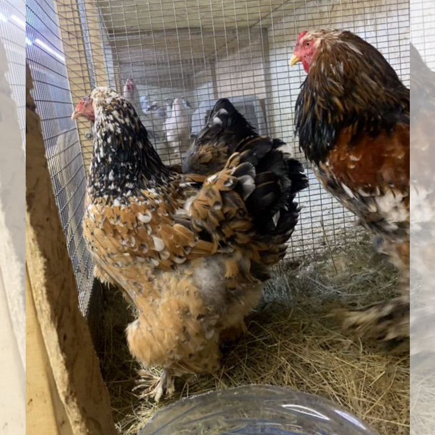 Куры породы брама