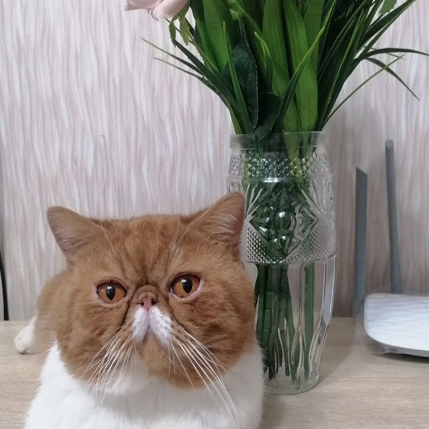 Экзот для вязки