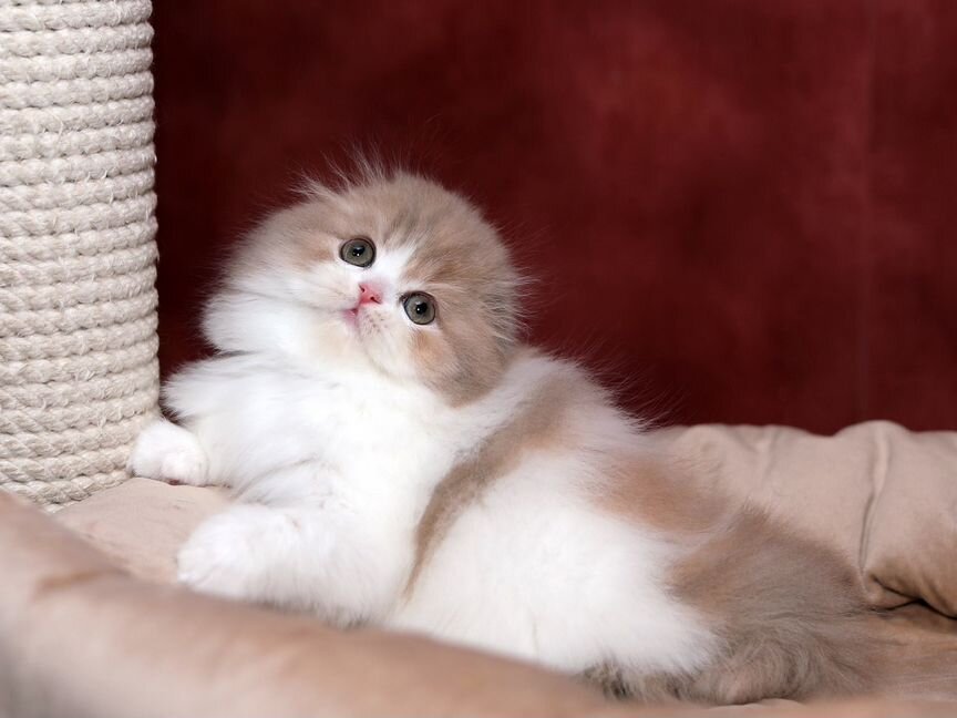Шикарный домашний любимец