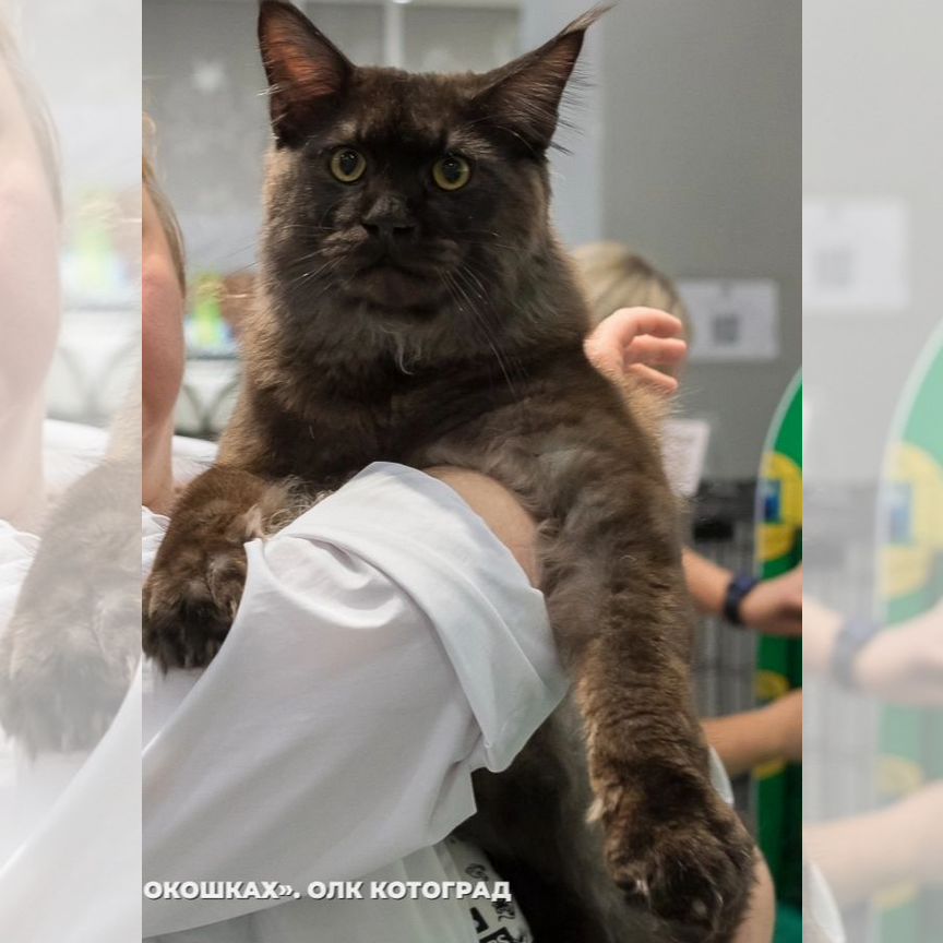 Кот Мейн-кун вязка