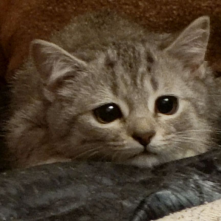 Шотландский прямоухий короткошёрстный котёнок