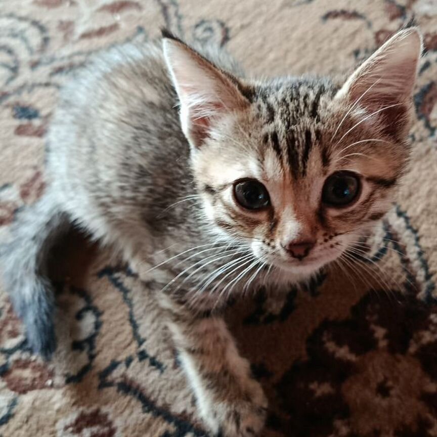 Сибирский котёнок