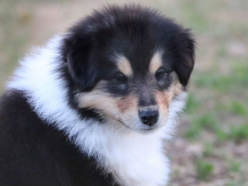 Мальчик колли