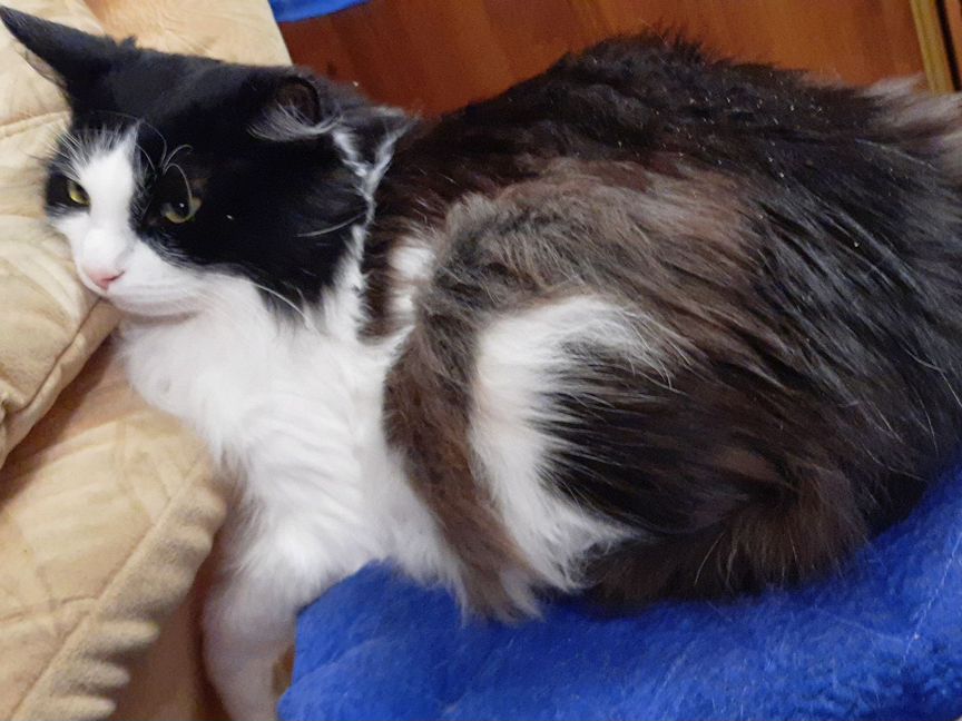 Сибирский кот