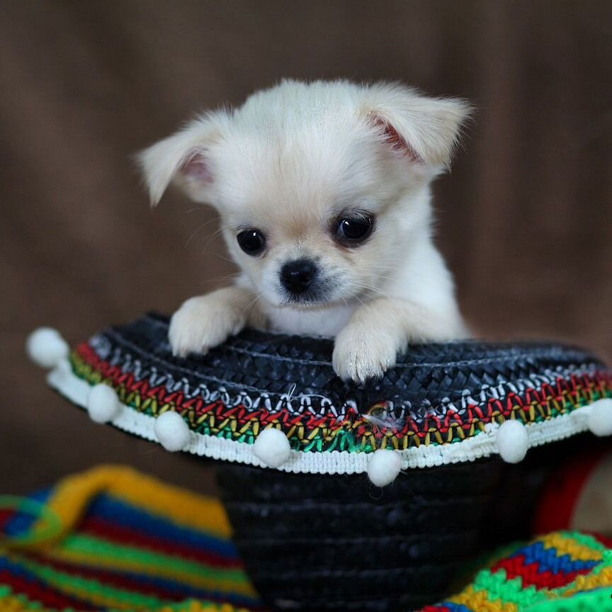 Щенки чихуахуа